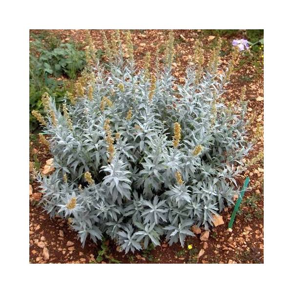 Artemisia ludoviciana 'Valerie Finnis' - Armoise à grande feuille
