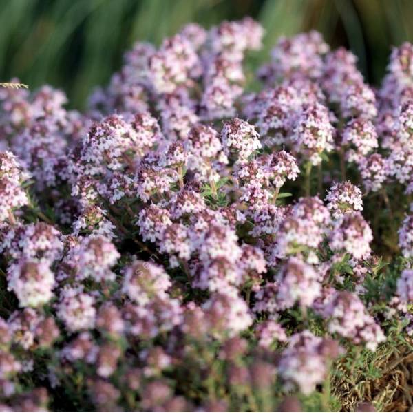 Thymus 'Peter Davis' - Thym prostré