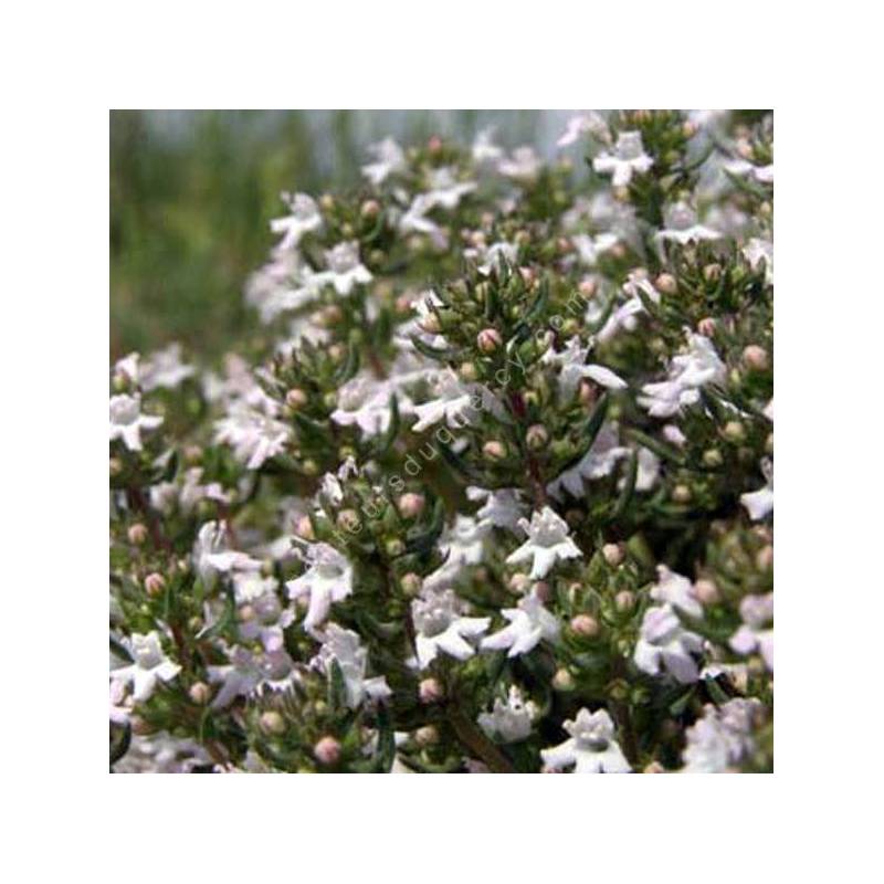 Thymus zygis - Thym rouge - Plante aromatique sauvage comestible