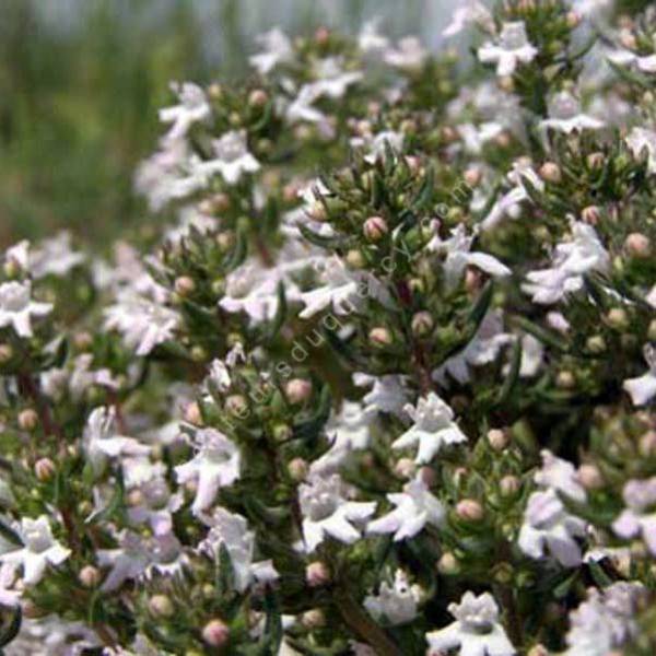 Thymus zygis - Thym rouge - Plante aromatique sauvage comestible