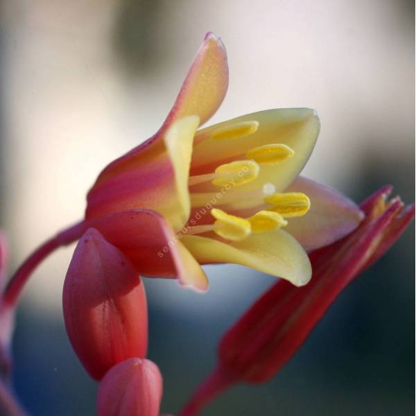 Yucca rouge - Hesperaloe parviflora - Cactus rustique pour jardin sec