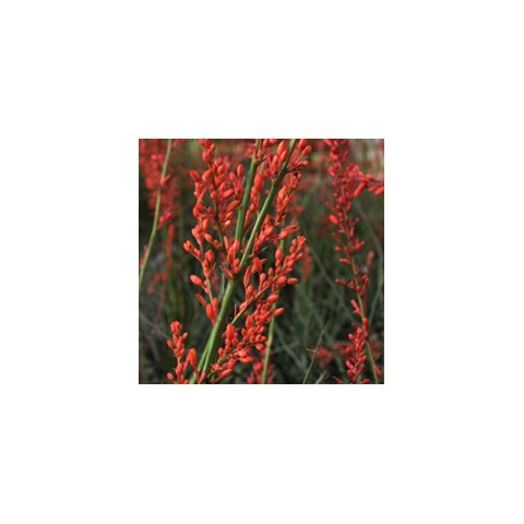 Yucca rouge - Hesperaloe parviflora - Cactus rustique pour jardin sec