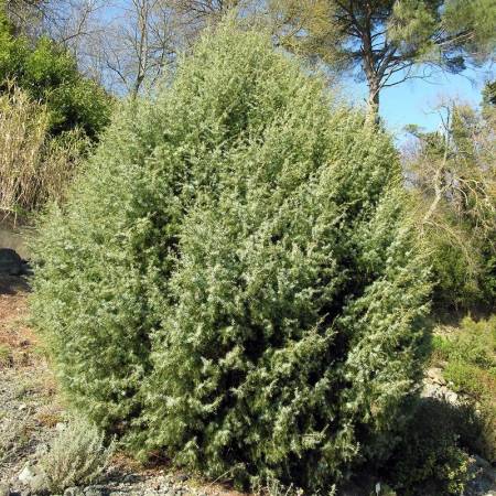 Genévrier cade - Juniperus oxycedrus - vente d'arbuste en ligne