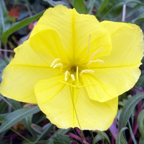 Onagre du Missouri - Oenothera macrocarpa - plante vivace couvre-sol
