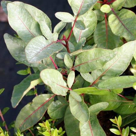 Pistachier térébinthe - Pistacia terebinthus - arbuste de jardin sec