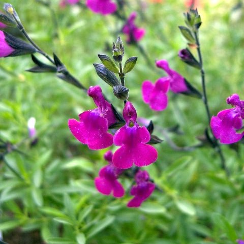 Sauge arbustive vivace à fleur violette - Salvia 'Serpyllifolia'