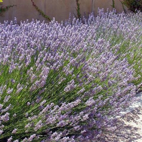 Lavandula x intermedia 'Provence' - Lavandin pour jardin sec