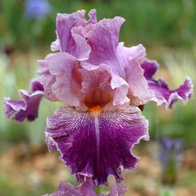 300 Iris de jardin en vente - achat de bulbes et rhizomes à fleurs