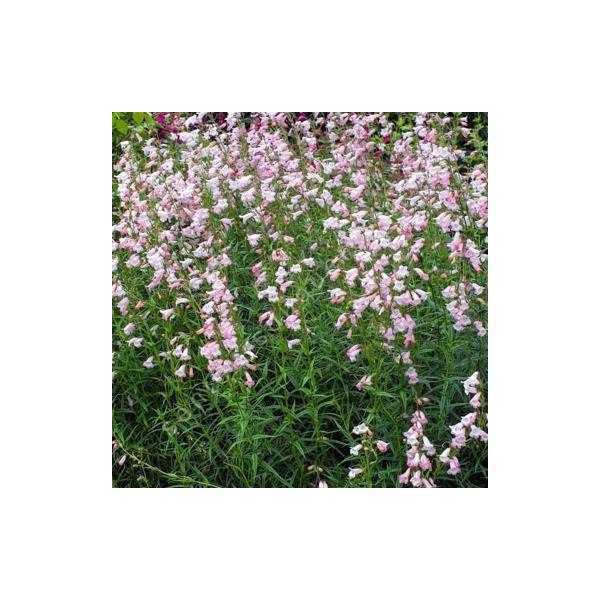 Galane vivace à fleurs roses - Penstemon 'Apple Blossom'