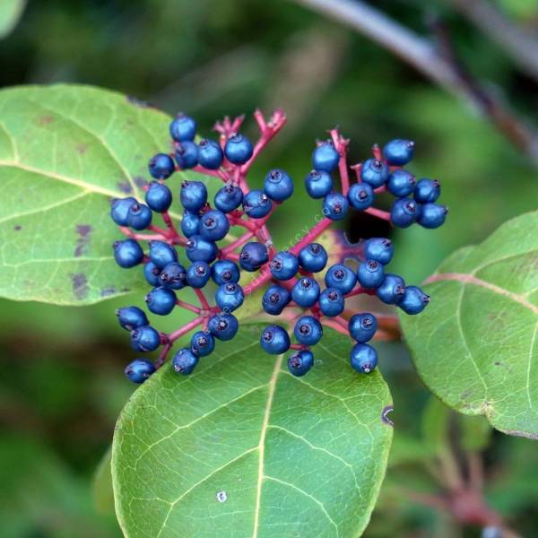 Viburnum tinus - Laurier-Tin - vente d'arbuste pour jardin sec