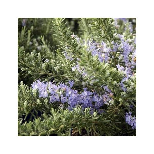 Romarin rampant couvre-sol - Rosmarinus 'Pointe du Raz'