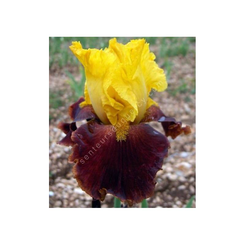 Iris 'Fiesta Time', Grand iris de jardin, vente en ligne
