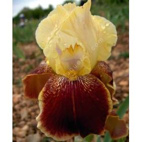 300 Iris de jardin en vente - achat de bulbes et rhizomes à fleurs
