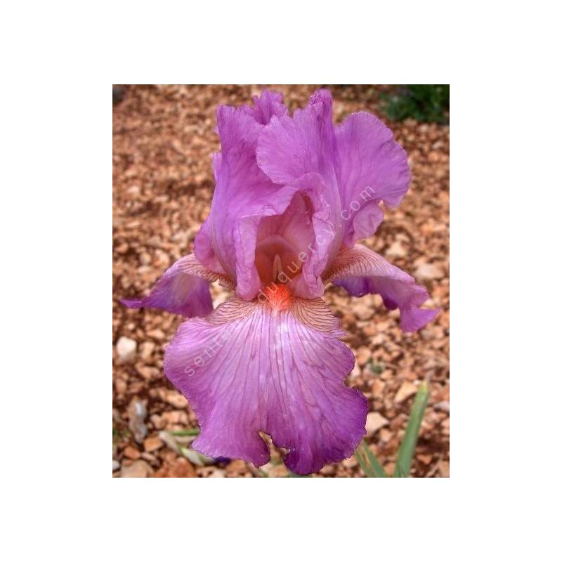 Tous les grands iris de jardins qui sont à vente en ligne