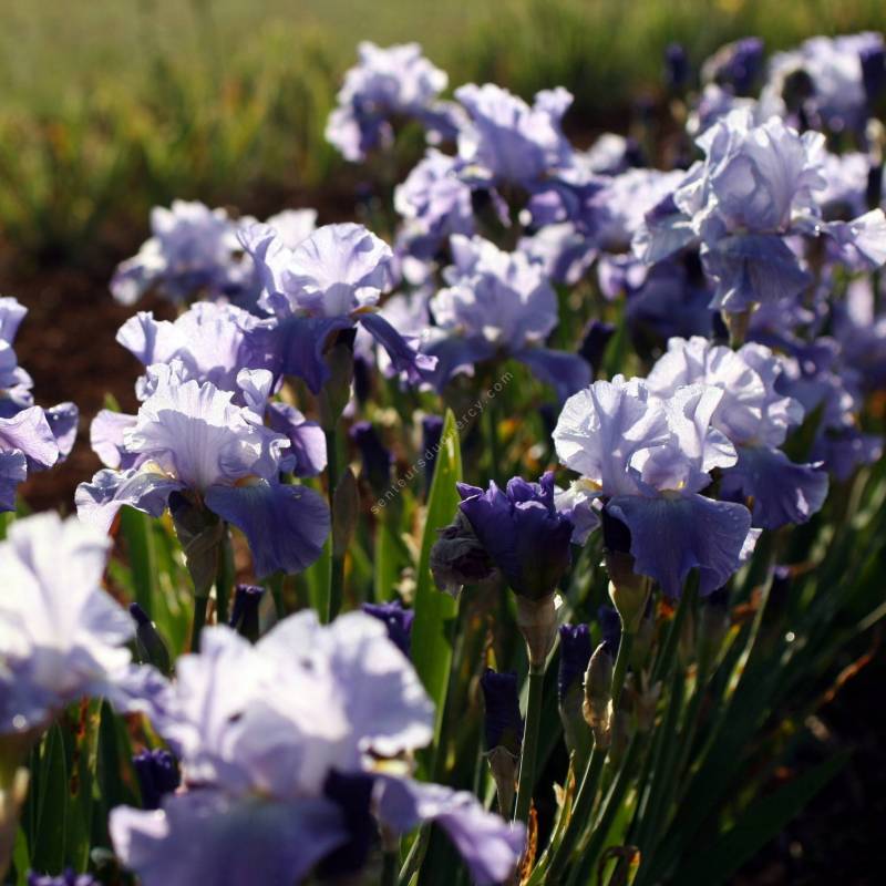 Grand Iris de jardin remontant 'I Repeat' à la vente en ligne