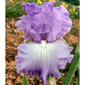 Iris de jardin à fleur violette en vente - achat de bulbes et rhizomes