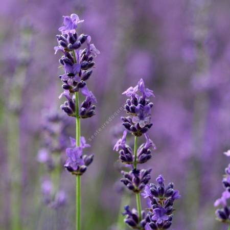 Lavande naine purpurine - Lavandula angustifolia 'Nana Atropurpurea'