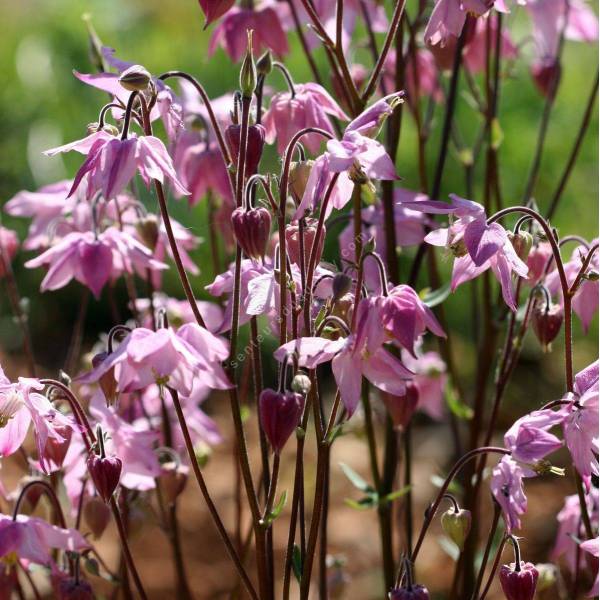 Ancolie commune à fleur rose - Aquilegia vulgaris 'Heidi'