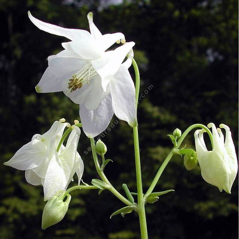 Ancolie commune à fleur blanche - Aquilegia vulgaris 'Alba'