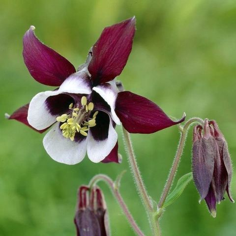 Ancolie à fleur violette et blanche - Aquilegia 'William Guiness'