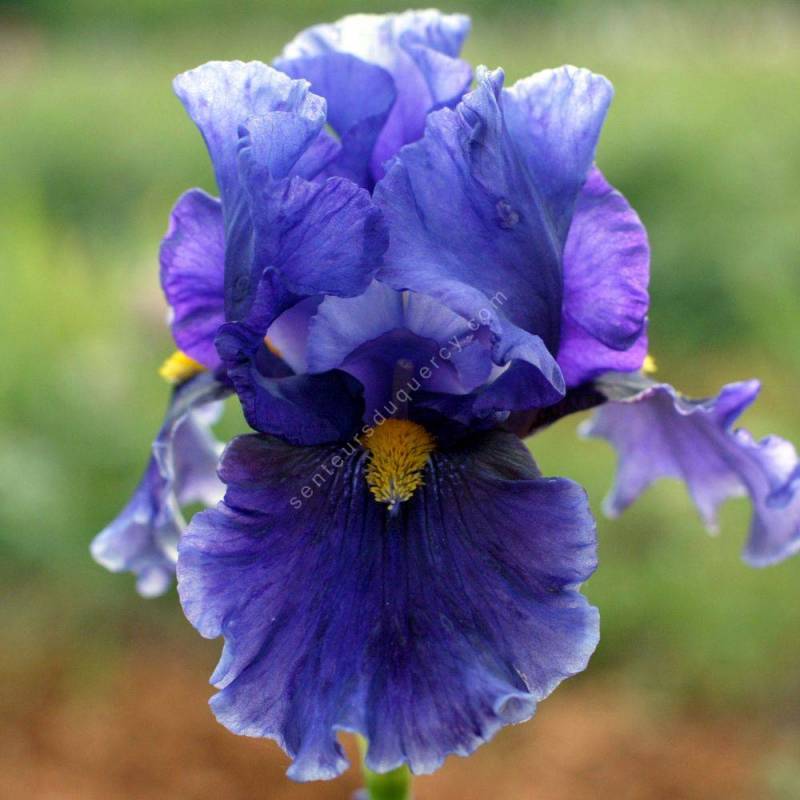 Iris 'Deep Dark Secret', Grand iris de jardin, vente en ligne