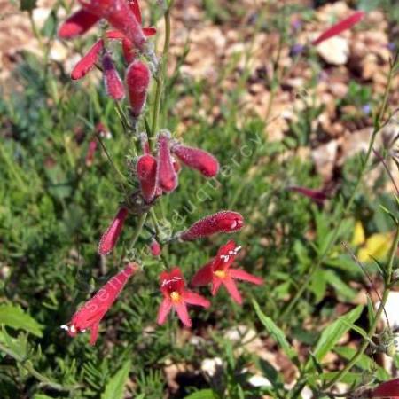Galane à feuilles de pin - Penstemon pinifolius