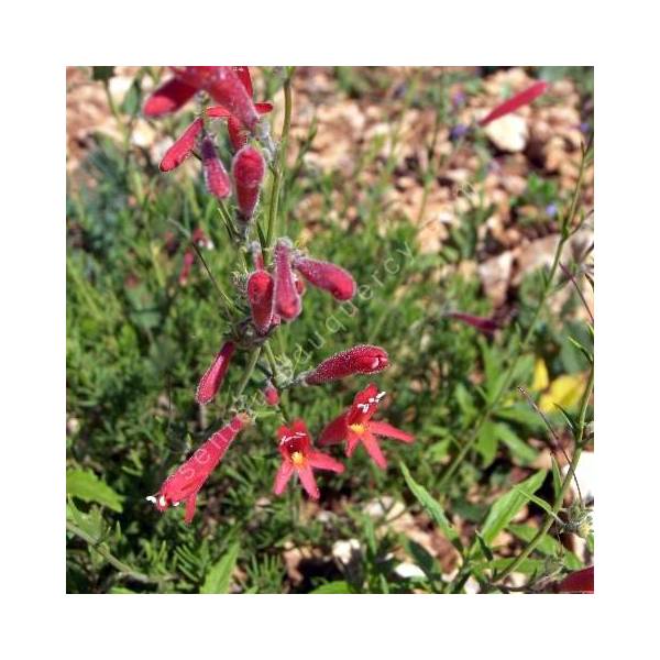 Galane à feuilles de pin - Penstemon pinifolius