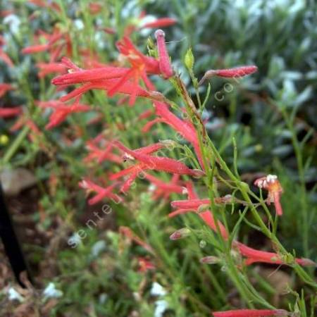 Galane à feuilles de pin - Penstemon pinifolius