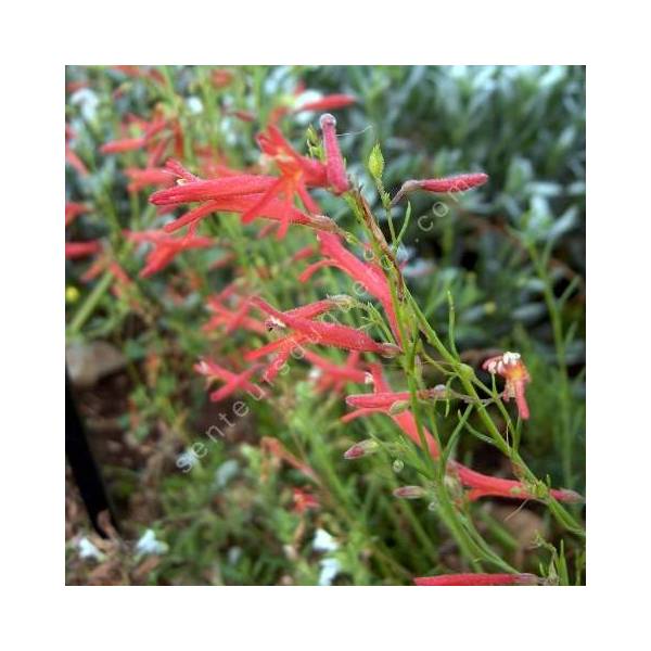 Galane à feuilles de pin - Penstemon pinifolius