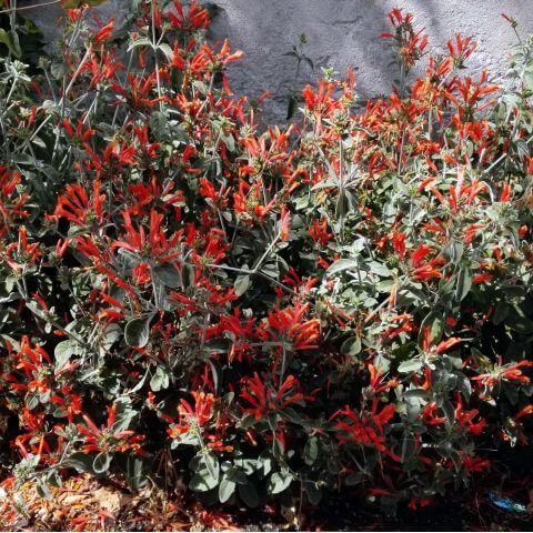 Jacobinia - Dicliptera suberecta - plante vivace, vente en ligne