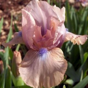 Iris de jardin de rocaille en vente - achat de rhizomes pour rocailles