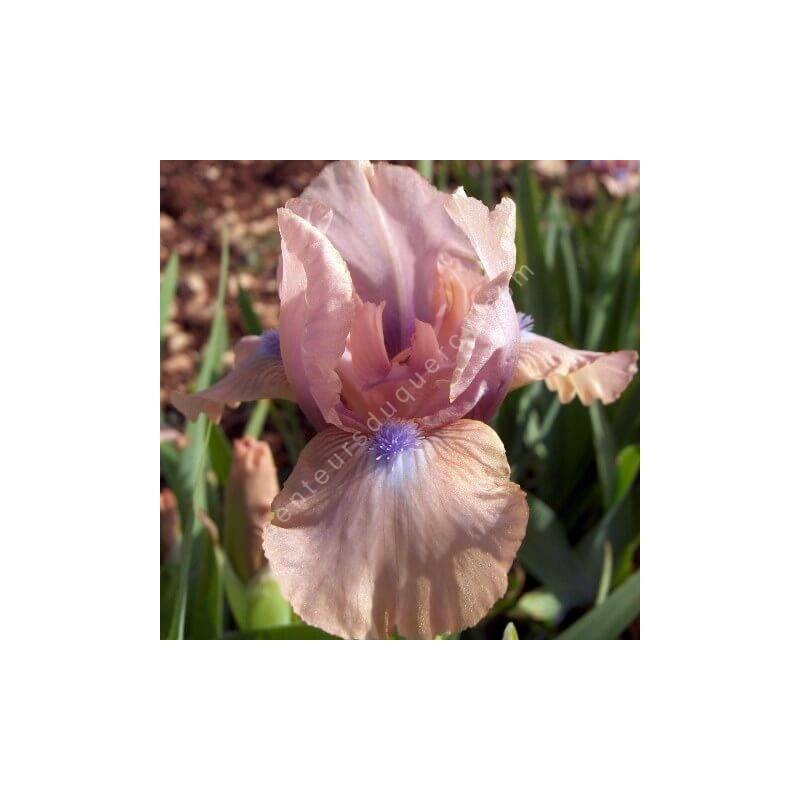 Iris de jardin de rocaille en vente - achat de rhizomes pour rocailles