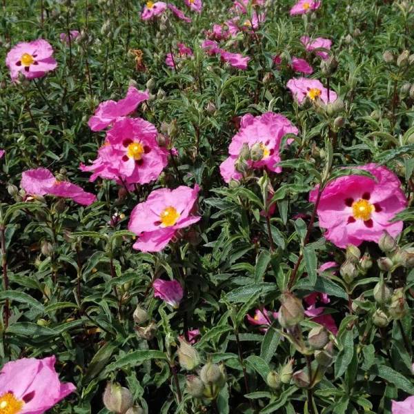Ciste à fleur rose à macules de pourpres - Cistus x purpureus