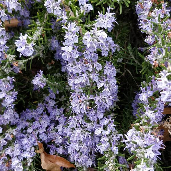 Romarin rampant bleu foncé | Rosmarinus officinalis 'Corsican Blue'