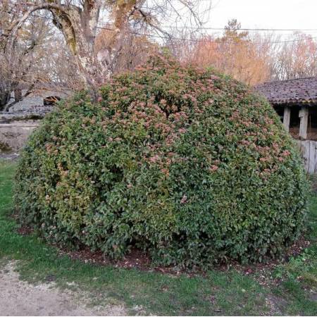 Viburnum tinus - Laurier-Tin - vente d'arbuste pour jardin sec