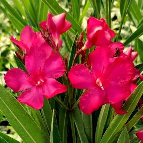 Lauriers-roses - Nerium en vente - arbuste persistant de haie fleurie