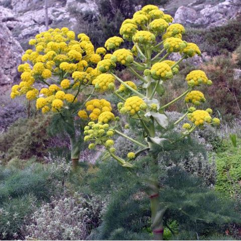 Grande Férule - Ferula communis - plante vivace