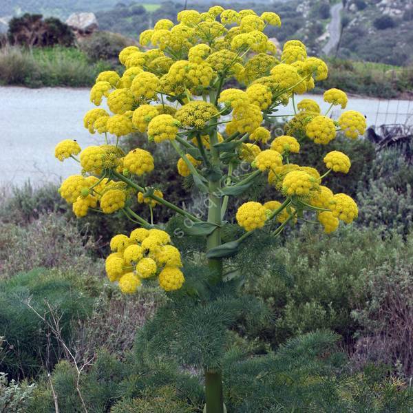 Grande Férule - Ferula communis - plante vivace