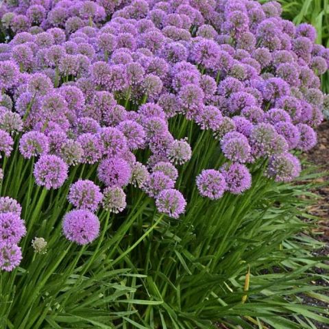 Allium 'Millenium' - Bulbe vivace de jardin sec