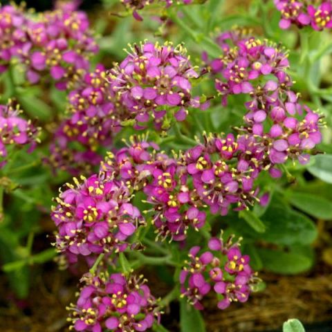 Alysson épineux à fleurs roses - Alyssum spinosum 'Rubrum'