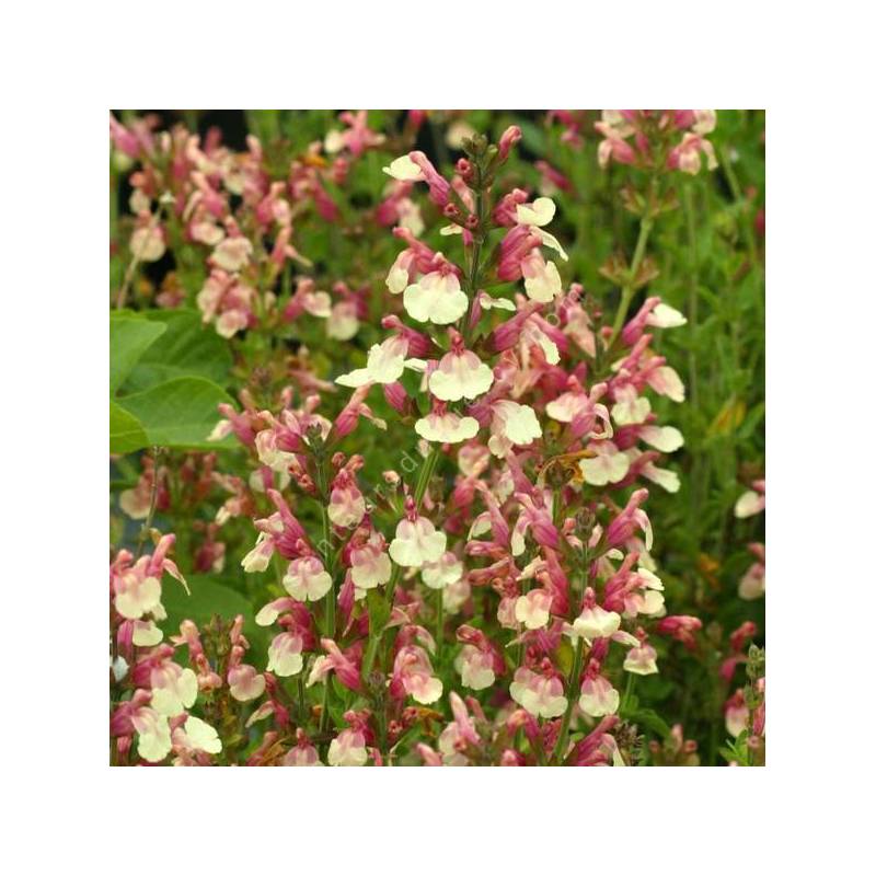 Sauge arbustive jaune et rose - Salvia x jamensis 'Sierra San Antonio'