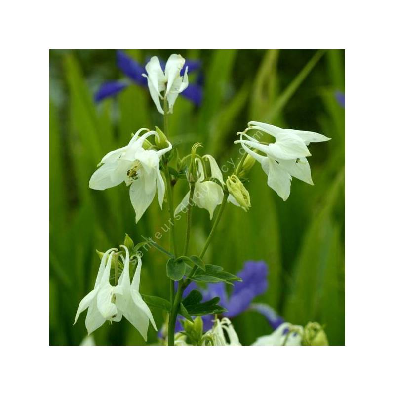 Ancolie commune à fleur blanche - Aquilegia vulgaris 'Alba'