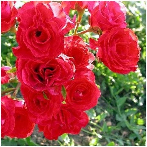 Rosier paysage rouge double - Rosa 'Red Bells'