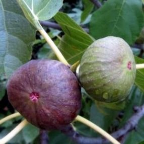 20 Figuiers en vente - achat arbre fruitier de jardin sec