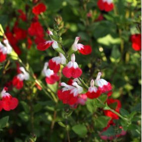 Sauge arbustive - Salvia en vente - achat de plante pour pot et jardin
