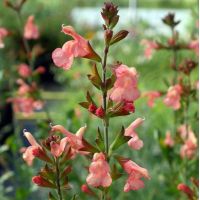 sauge arbustive à fleurs rouges - Salvia 'Flammenn' - plante vivace