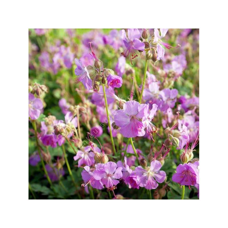 Geranium x cantabrigiense 'Cambridge' - Géranium vivace à fleur rose