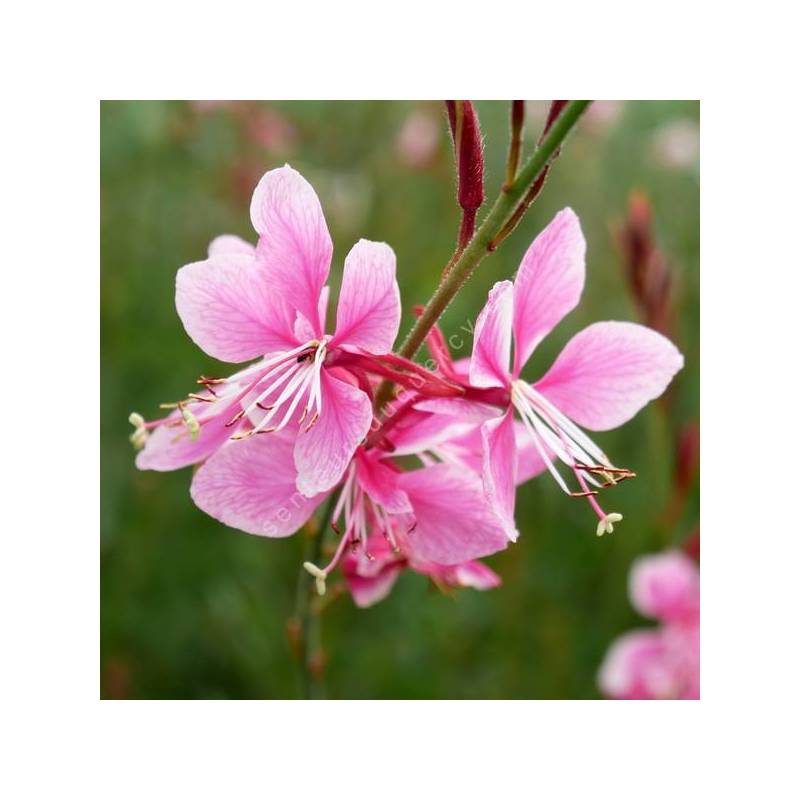 Gaura lindheimeri 'Siskiyou Pink' à floraison rose