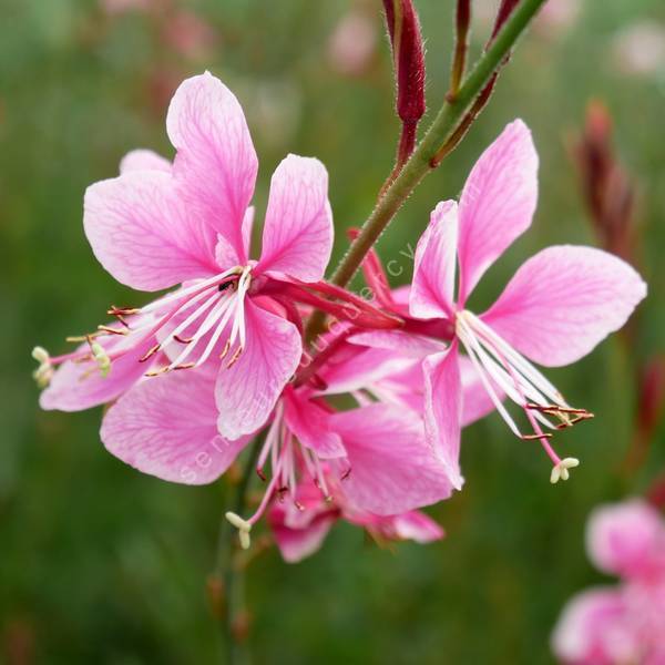 Gaura lindheimeri 'Siskiyou Pink' à floraison rose