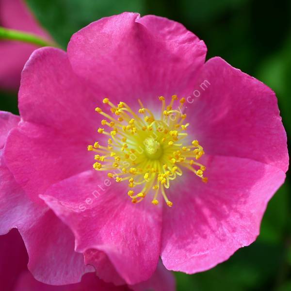 Rosier grimpant rose - Rosa x multiflora 'Maria Lisa'